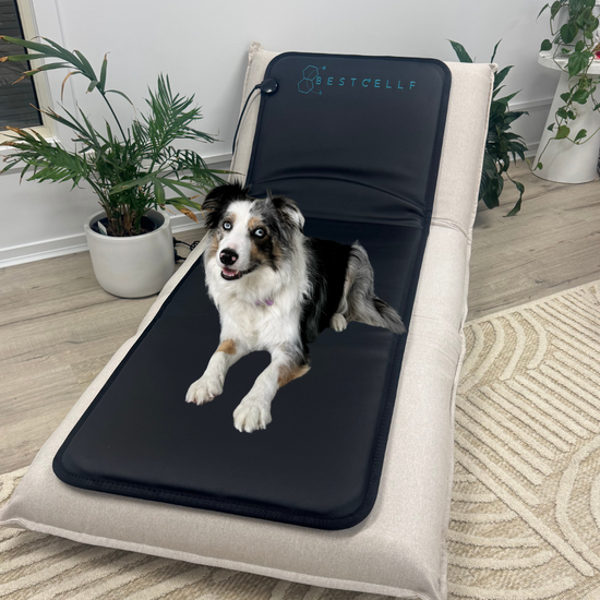 PEMF for Pets - BEST CELLF